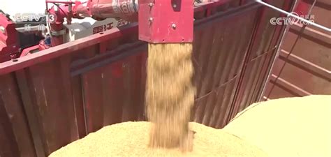 早稻收割抓紧开展 多项举措稳面积、促增产、提效率安青网