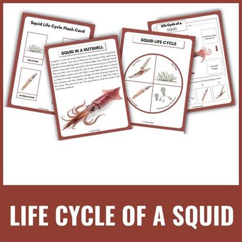 Life Cycle Of A Squid Worksheet Ocean Animalmarine Unit Study With