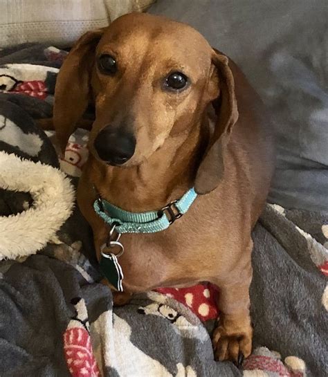 Dog For Adoption Chicho A Dachshund In Pearland Tx Petfinder