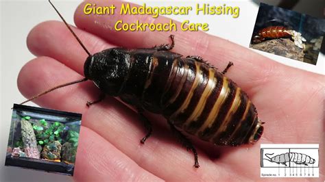 Giant Madagascar Hissing Cockroach Care Guide Youtube