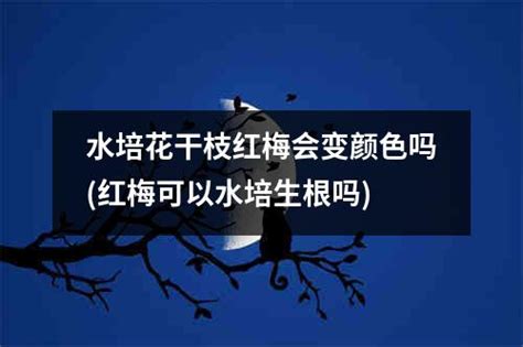 水培荔枝是什么颜色的花 水培荔枝是什么颜色的花朵 养花经验
