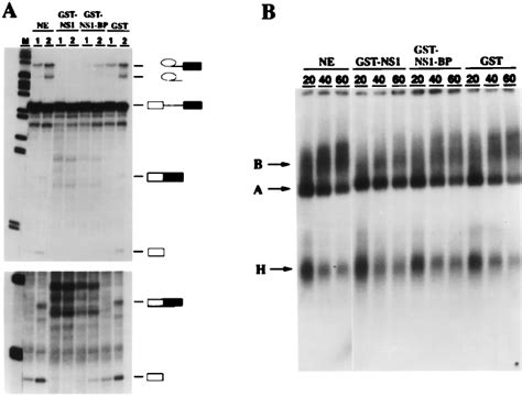 Pre Mrna Splicing But Not Spliceosome Assembly Is Inhibited By