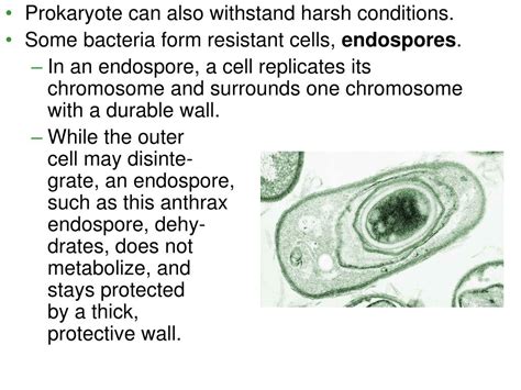 Ppt Chapter 27 Prokaryotes Powerpoint Presentation Free Download Id 3709748