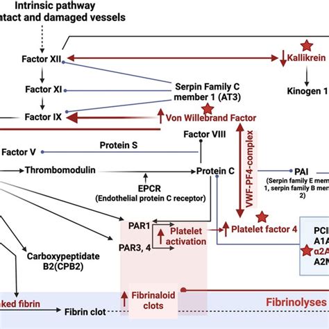 The Coagulation Pathway To Demonstrate The Areas Of Action Of The