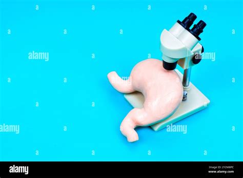 Lifelike Stomach Model Placed Under Microscope Isolated On Blue