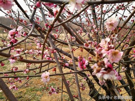 觀賞梅花正當時 南陽附近就有好去處 每日頭條