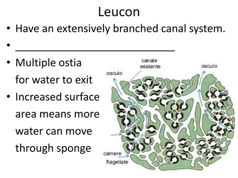Ppt Phylum Porifera Powerpoint Presentation Free Download Id6525550