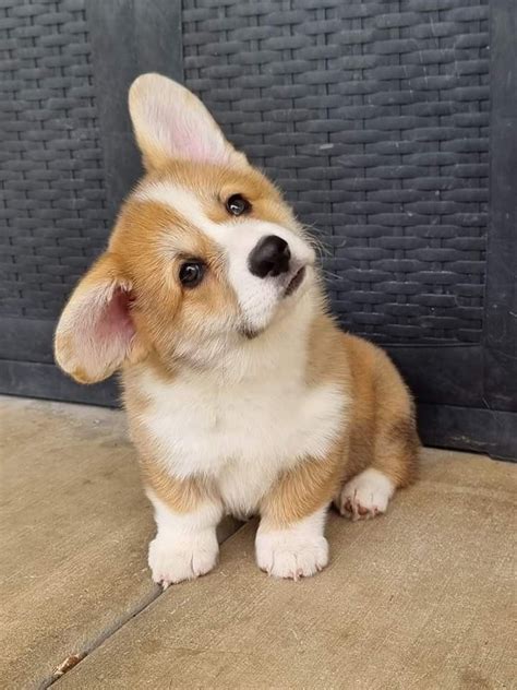 Adorable Corgi Puppies Cute Dog Photos