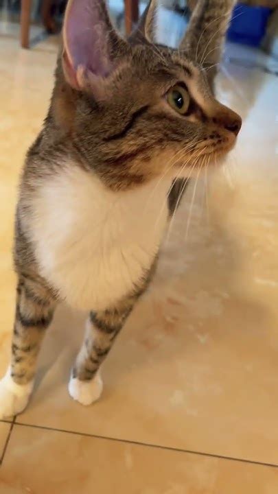 Cookie Kitty Cute Cutecat Cookieshorthair Youtube