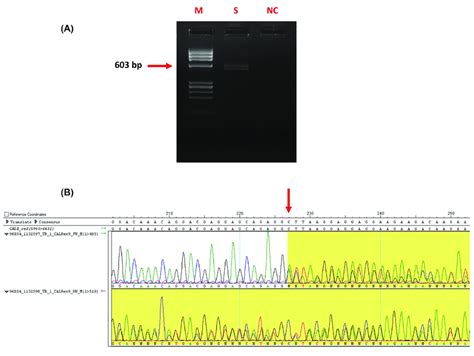 Calr Mutation Identified In The Analysed Athlete A Agarose Gel Download Scientific Diagram