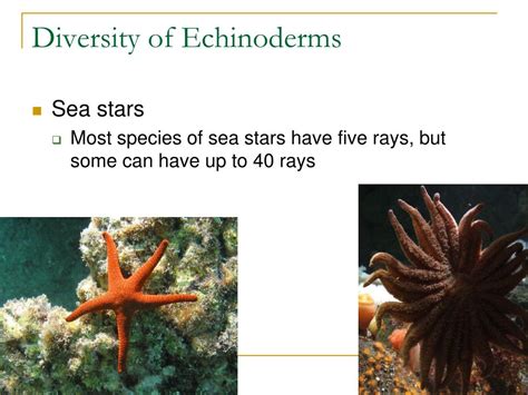 Ppt Echinoderms Powerpoint Presentation Free Download Id 4728215