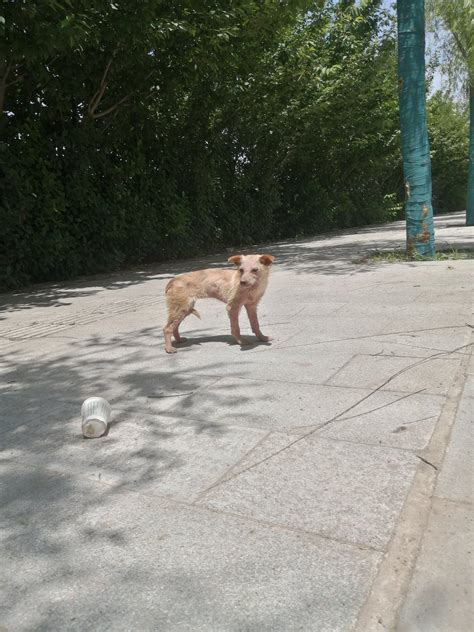 牛白 On Twitter 上午去河边钓鱼，碰到只流浪狗，看样子还是个puppy 状态很差，肚子上毛几乎都掉完了，应该很久没吃东西了，我