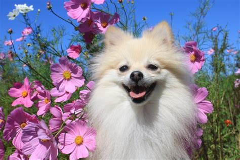 小型犬の種類5選と性格 Goron By ペット共生アドバンスネット