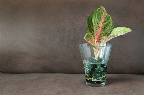 119 Aglaonema Propagation Images Stock Photos 3D Objects Vectors