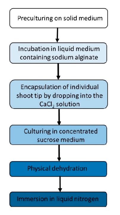 Schematic Diagram Of The Encapsulation Dehydration Cryopreservation