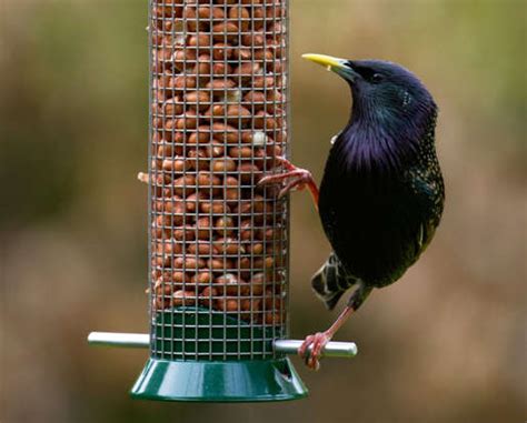 How Best To Feed Backyard Birds