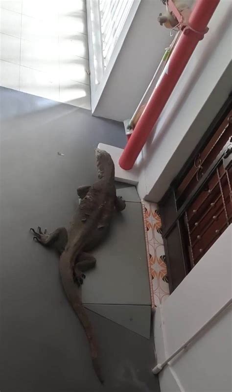 Pretty Scary Monitor Lizard Seen Outside Bedok North Hdb Flat Sam