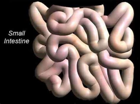 2a Digestion Small Intestine