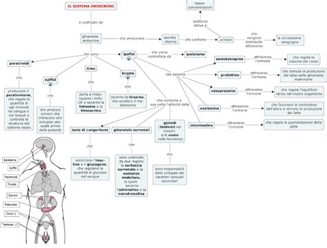 Mappe Su Apparato Endocrino