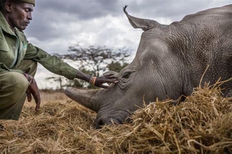 Stunning Photos Of The Last Two Northern White Rhinos Alive