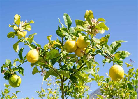 How Much Water Does A Lemon Tree Need 🍋 💧 Quenching Its Thirst The Right Way