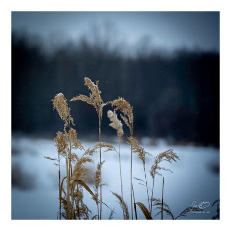 Winter Marsh Grass By James Mcmillan On Deviantart