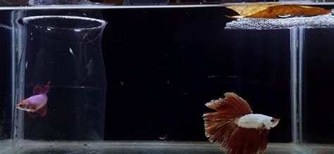 How To Breed Betta Fish The Easy Way Aquarium Hunter