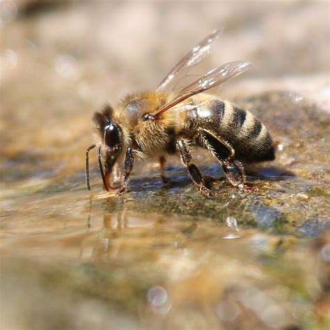 Revive A Bee Thirst Aid Kit To Help Save Tired Bees