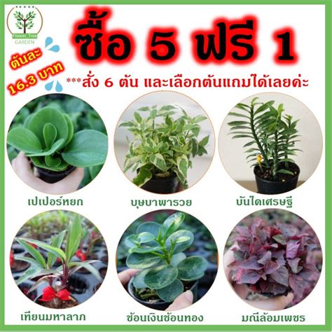 ต้นไม้มงคลจิ๋ว โปรแรง ซื้อ 5 ฟรี1 [ชุด1] ต้นไม้มินิมอล ในกระถาง 3 นิ้ว