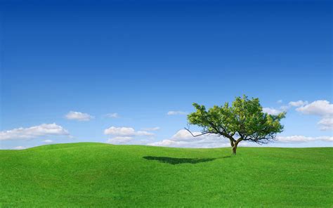 Green Grass Wallpapers Top Free Green Grass Backgrounds Wallpaperaccess