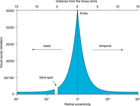 Visual Acuity As A Function Of Degrees Of Retinal Eccentricity