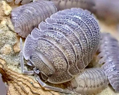 Greek Speckled Isopod Armadillidium Peraccae Richards Inverts
