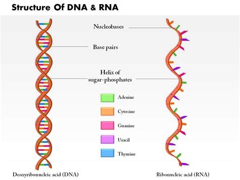 0814 Structure DNA And RNA Molecule Medical Images For Powerpoint PowerPoint Presentation