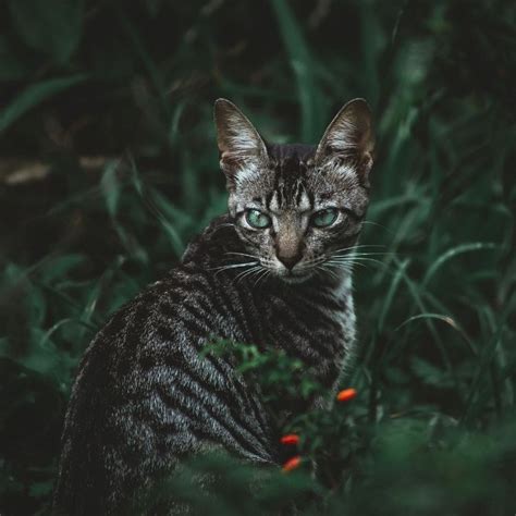 Toyger Kedisi Minyatür Kaplan Güzelliği
