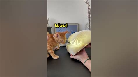 귀여운 고양이 고양이 모션데스크 Flexispot Youtube