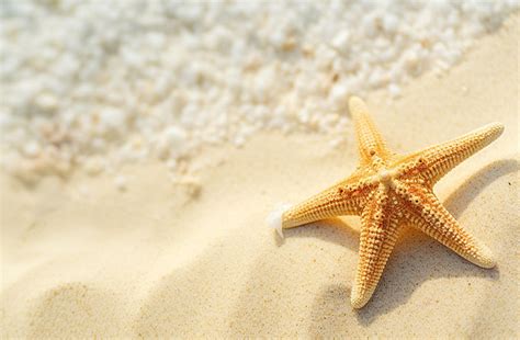 海星 海星 海螺 海螺壳背景圖片和桌布免費下載