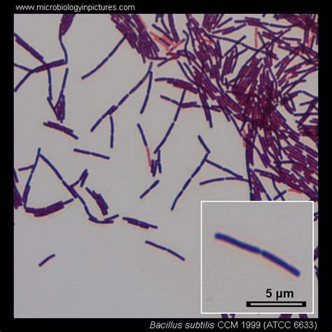 Bacillus Subtilis Microscopy Bacillus Subtilis Gram Stain And Cell