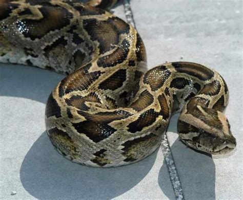 缅甸蟒python Bivittatus 蟒蛇科普