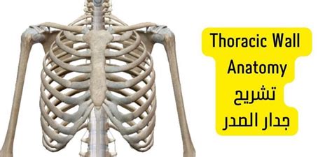 تشريح جدار الصدر Thoracic Wall Anatomy؛ تعرف على مكونات جدر القفص الصدري