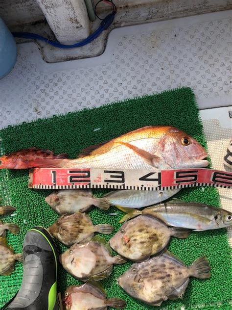 カワハギマダイマアジ シオガシラカワハギ胴 付仕掛アジ胴付仕掛 和歌山加太紀州こうしん丸和歌山市 遊漁船 釣り船ジギングタイ