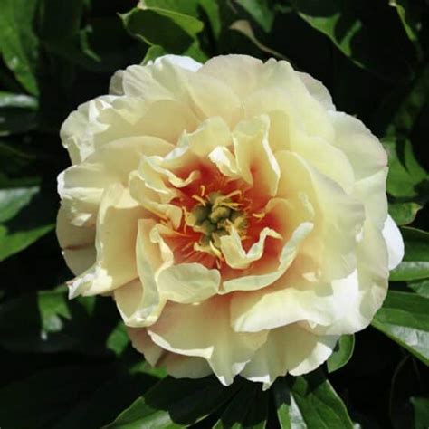 Shop Gateforth Peonies Tasmania