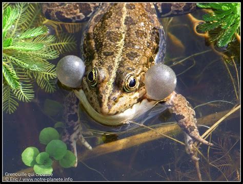 Grenouille Qui Croasse