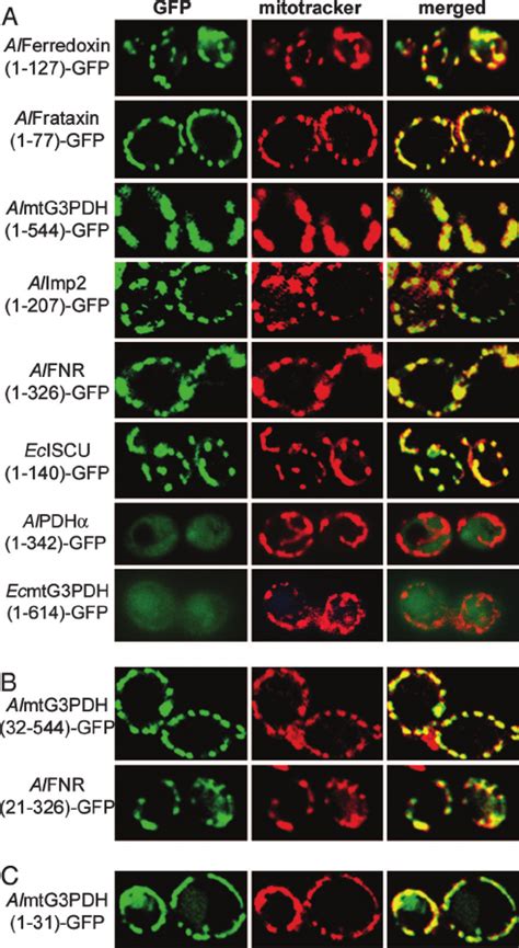 Analysis Of Microsporidian Protein Import Into Yeast Mitochondria By