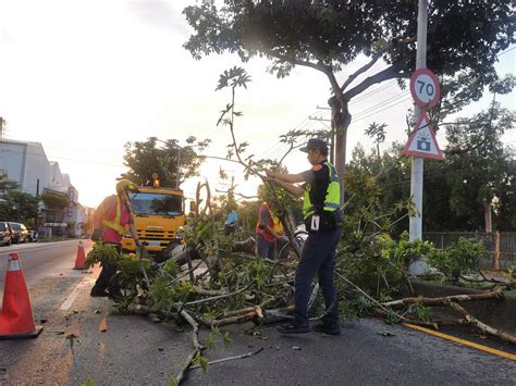 瞬間雷陣雨七尺大樹倒塌阻道路｜警偕石岡清潔隊緊急處置疏導交通 Enn台灣電報
