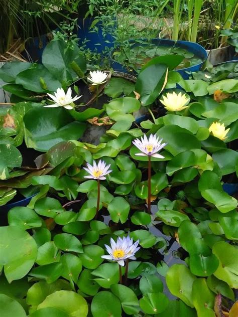 Nenúfar Amarillo Ninfa De Agua Nimphaea Acuáticas Vivero Mercado Libre