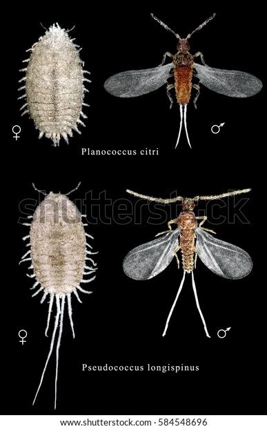 Citrus Mealybug Planococcus Citri Longtailed Mealybug Foto Stok