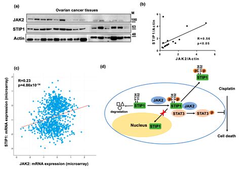 Jak2 Mediated Phosphorylation Of Stress Induced Phosphoprotein 1 Stip1