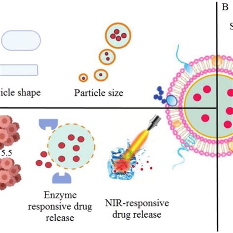 Pdf Recent Advances In Cell Membrane Derived Biomimetic