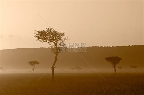 马赛马拉的日落大草原日出旅行树木阳光场景野生动物土地荒野地平线高清图片下载 正版图片320001686 摄图网