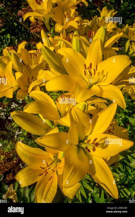 Yellow Asiatic Hybrid Lilies In A Garden In Kirkland Washington State